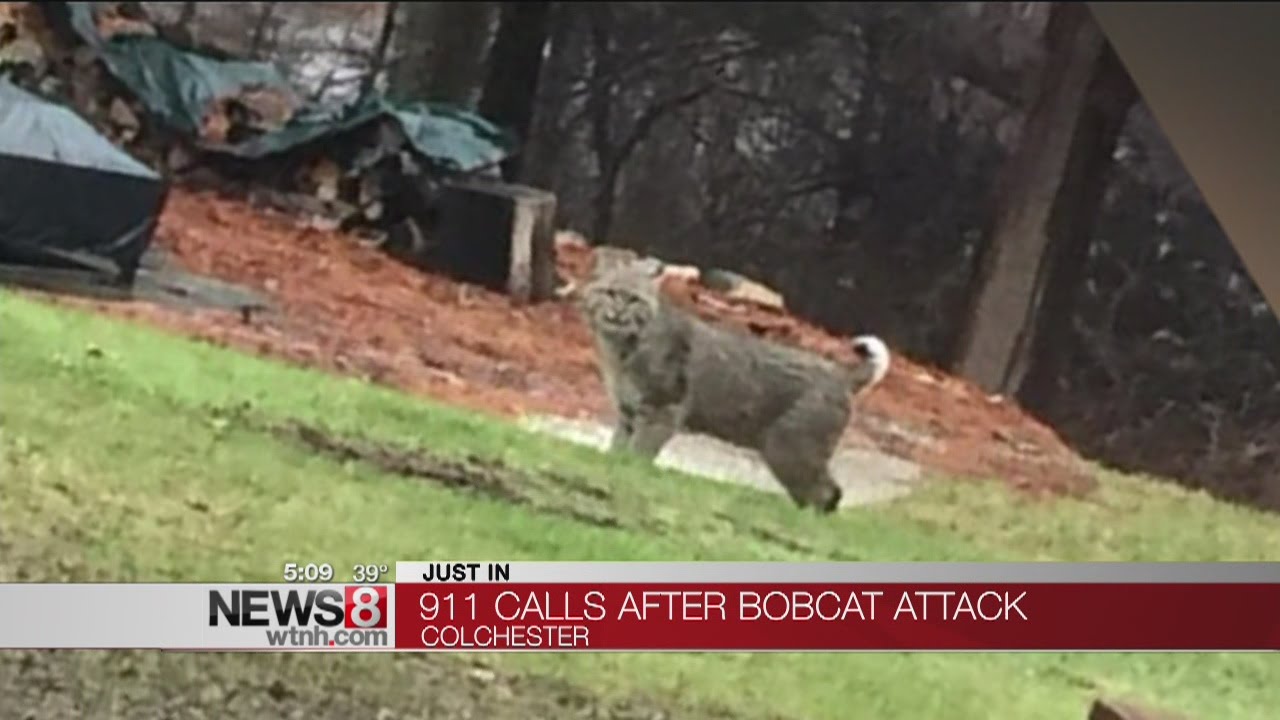 Bobcat Attack