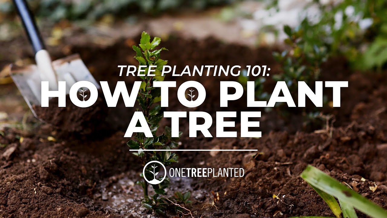 How To Plant A Tree Plant A Tree Day One Tree Planted Youtube