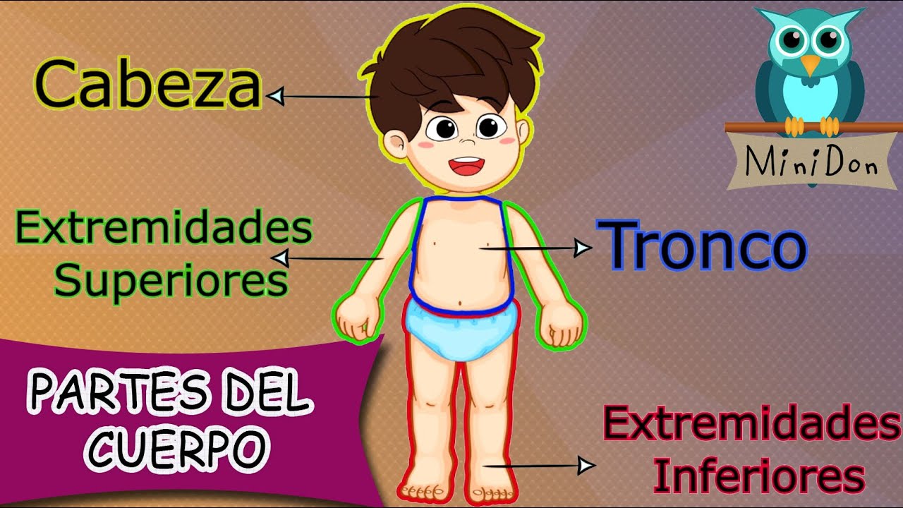 Las Partes Del Cuerpo Humano Explicadas Para Los Niños 51 Off