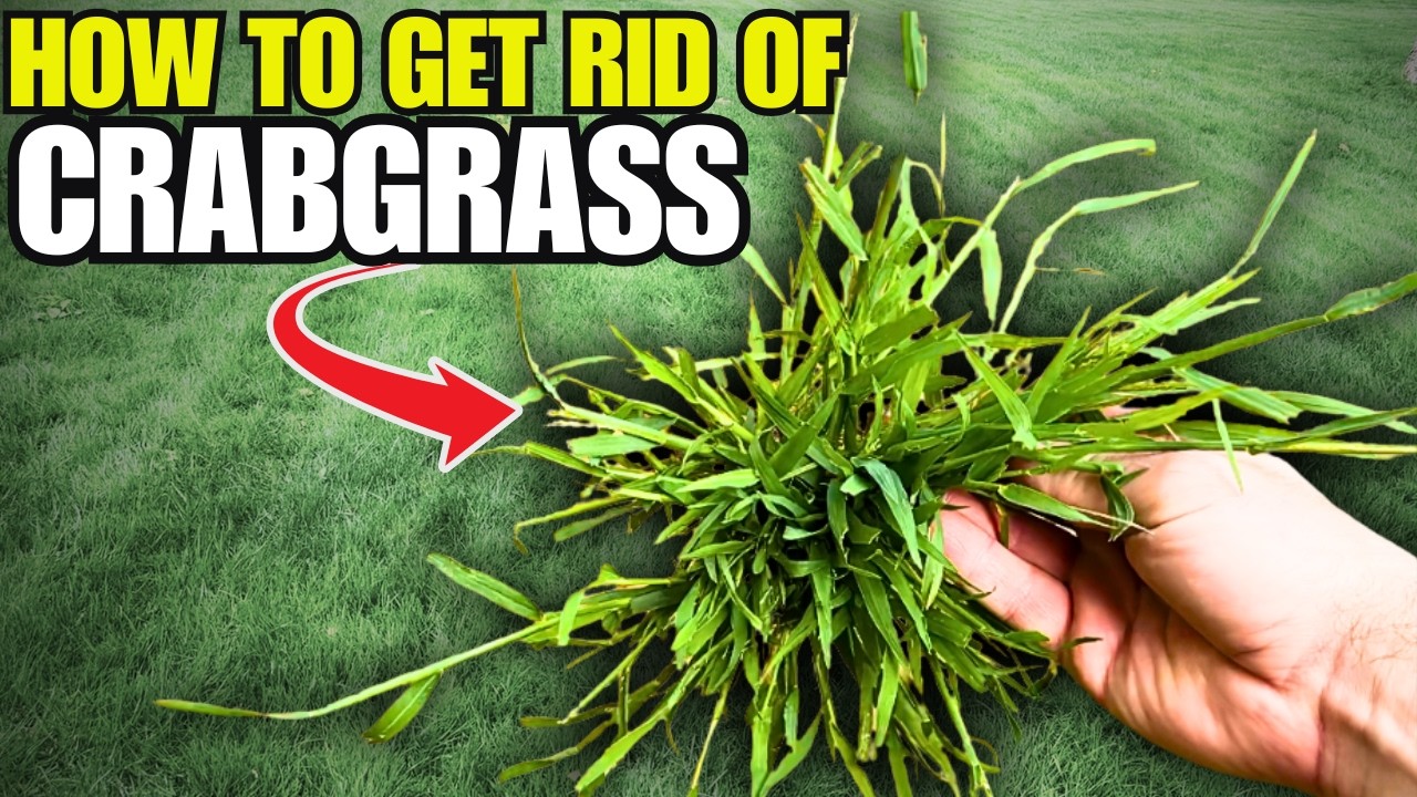 I Tested 3 Crabgrass Controls Only One Actually Worked Youtube