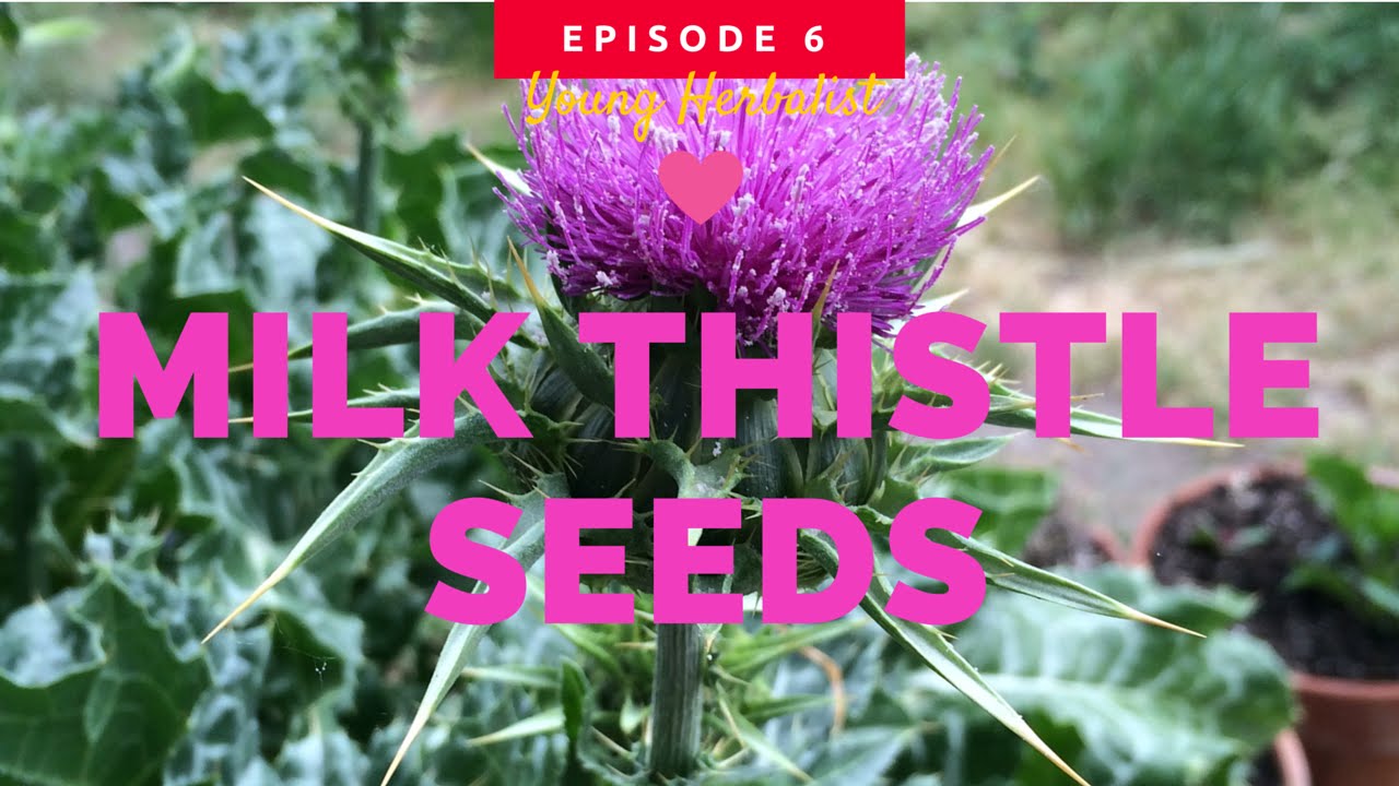 Is Milk Thistle Seed The Same As Milk Thistle At Tracy Dibenedetto Blog