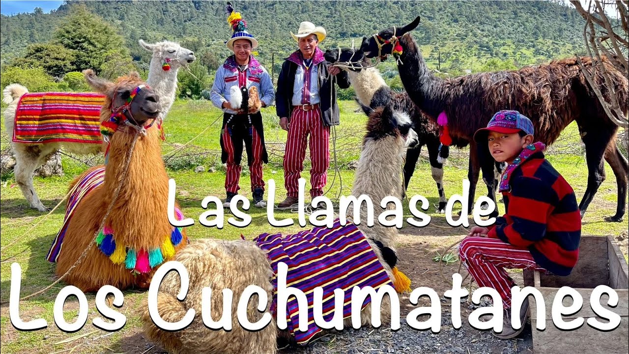 Llamas De Los Cuchumatanes Huehuetenango Guatemala Youtube