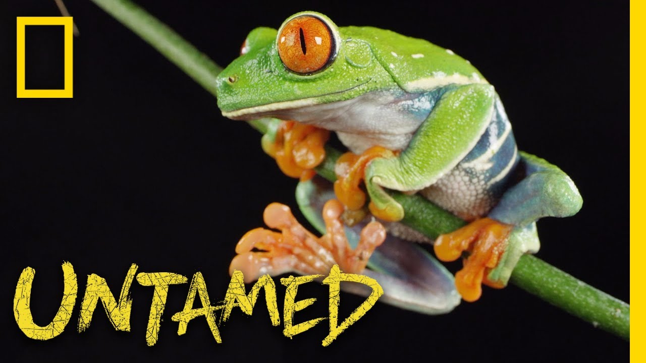 Red Eyed Tree Frog Untamed Youtube