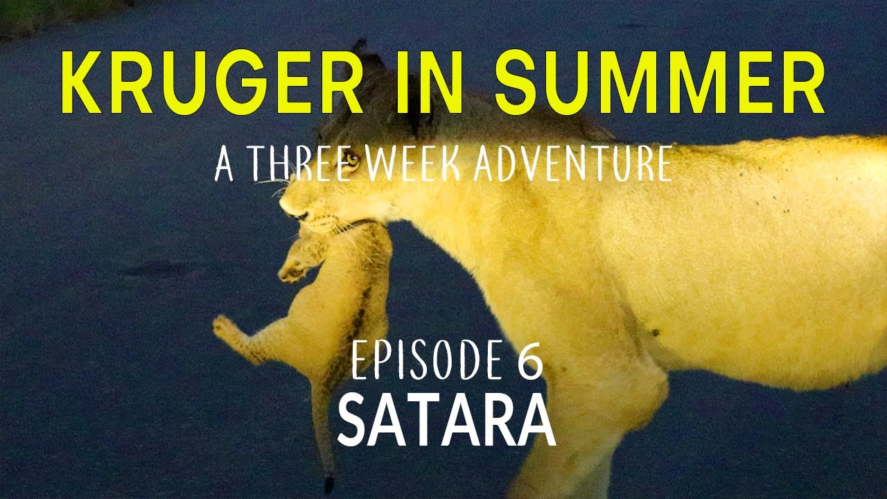 Kruger In Summer A Three Week Adventure Satara Episode 6 Youtube