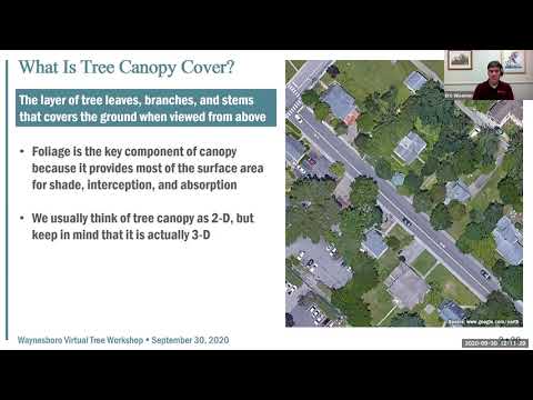 Urban Tree Canopy Cover Structure Function And Assessment Youtube