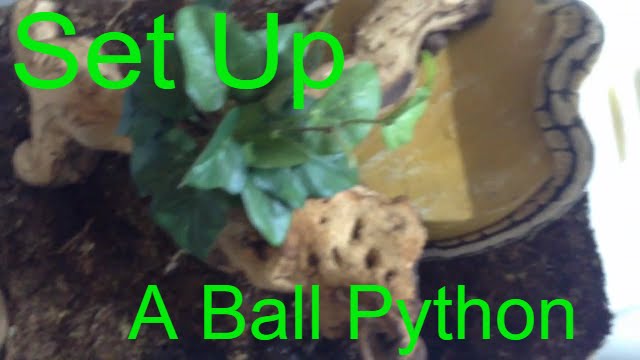 Baby Ball Python Setup Youtube