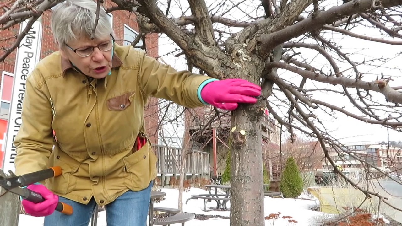 Pruning Crab Apple Tree At Jerome Cairns Blog