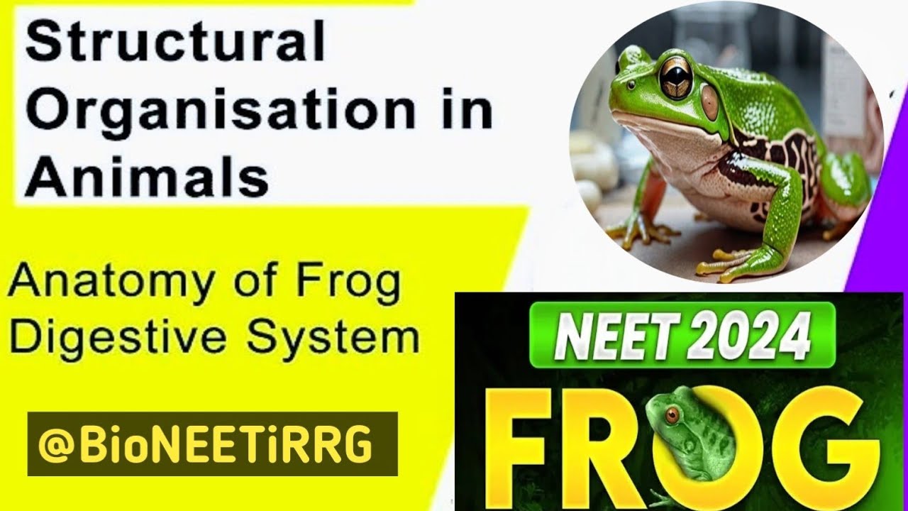 Digestive System Frog Neet Biology Ncert Anatomy Structural