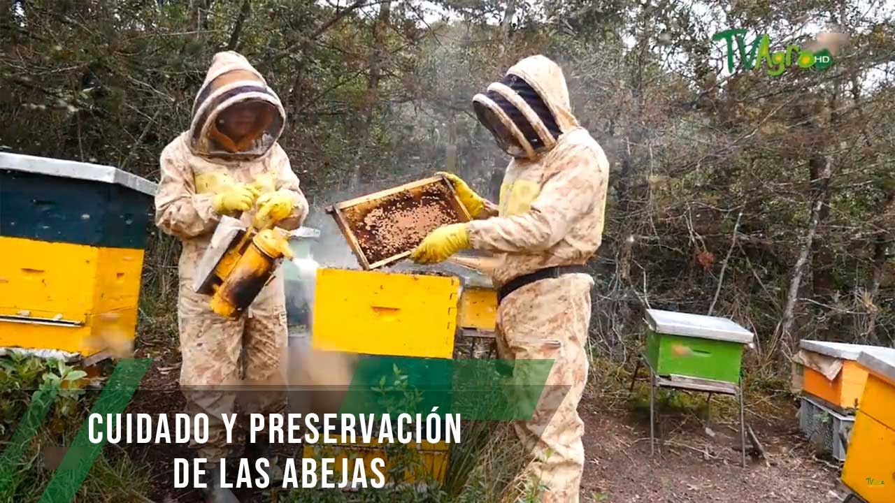 Cuidado Y Preservación De Las Abejas Tvagro Por Juan Gonzalo Angel