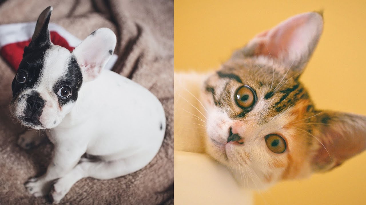 Funny Animals Compilation Youtube