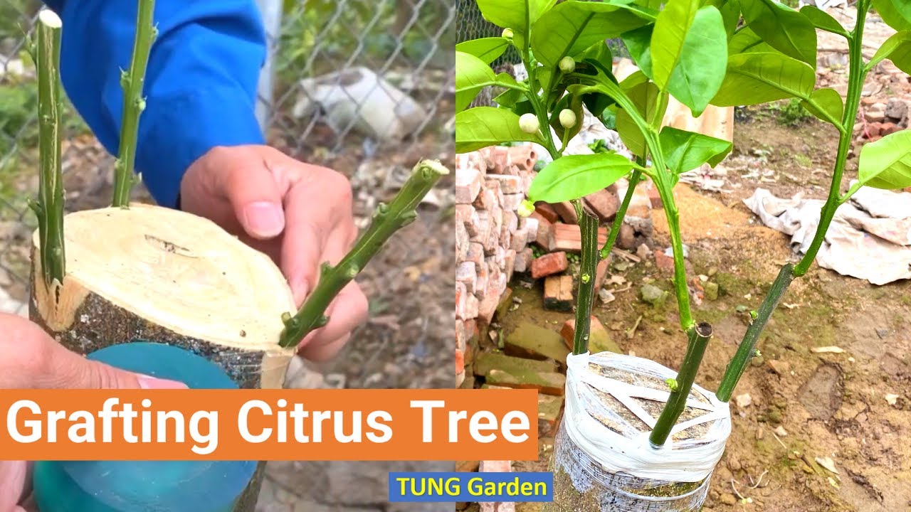 Easy Grafting Citrus Tree For Beginner 100 Work Tree Grafting Fruit