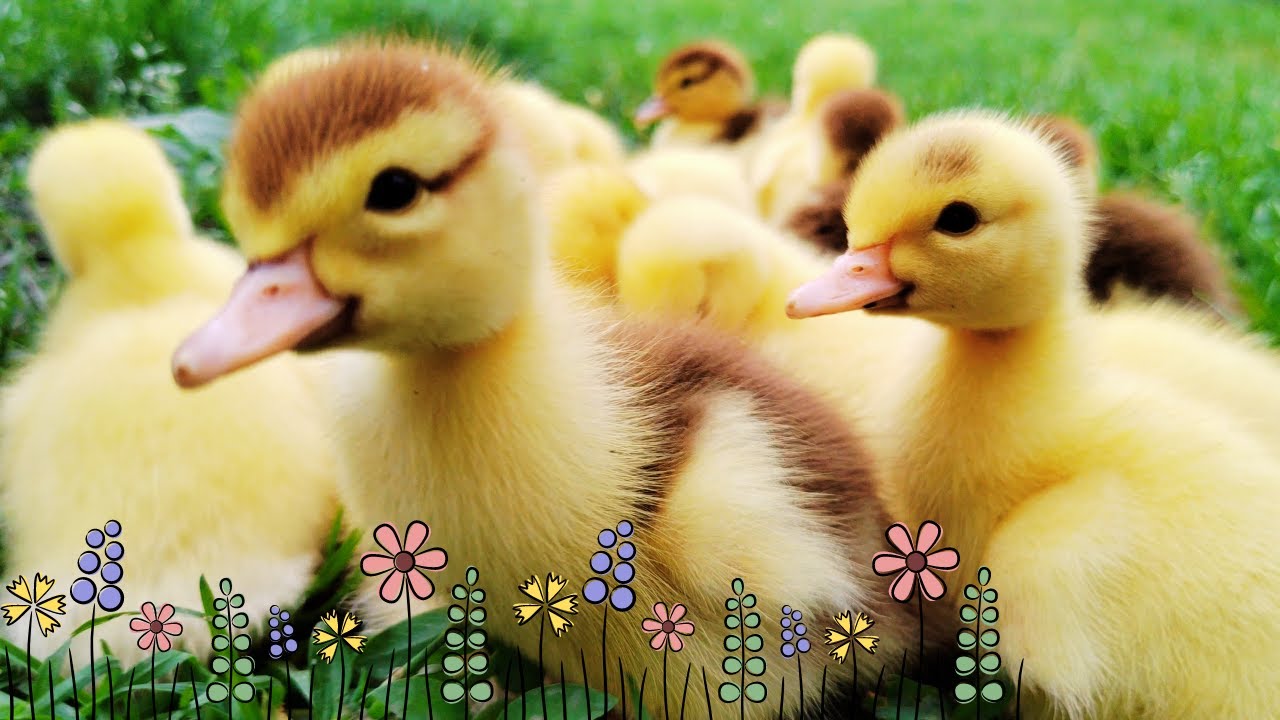 Lovely Newborn Ducklings Day 2 Adorable And Cute Animal Videos 13