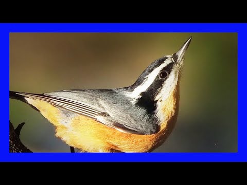 Red Breasted Nuthatch Singing Calling Chirping Trepador Canadiense