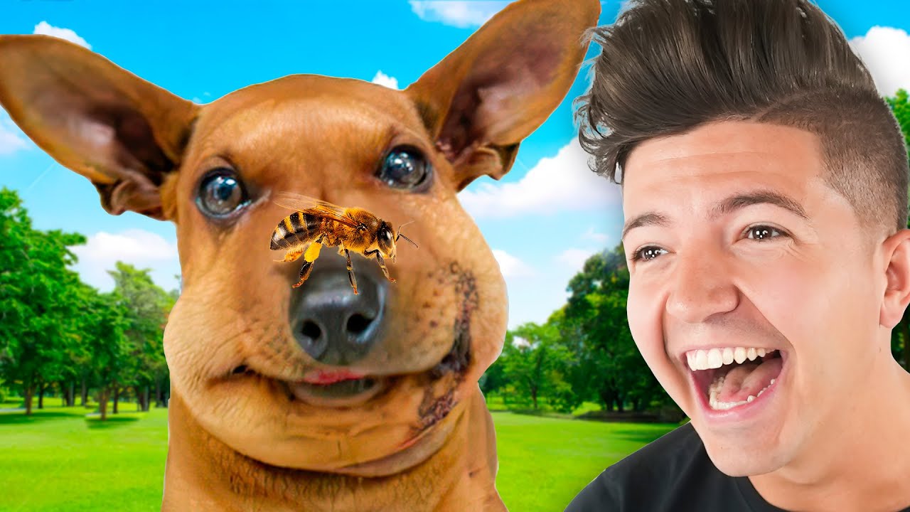 Funny Animals That Will Make You Laugh Youtube