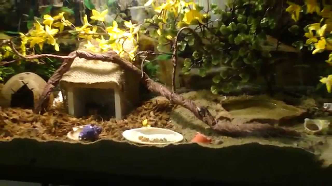 Hermit Crab Tank Set Up 55 Gallon Youtube