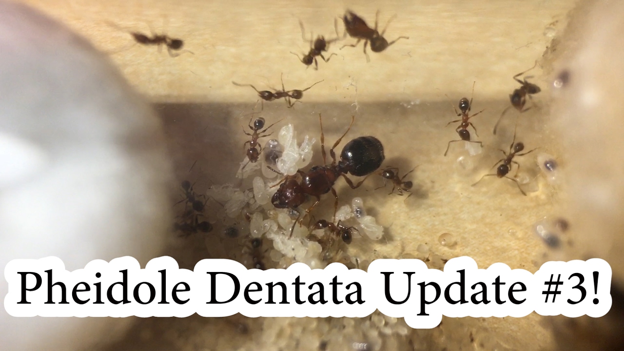 Pheidole Dentata Update 3 Youtube