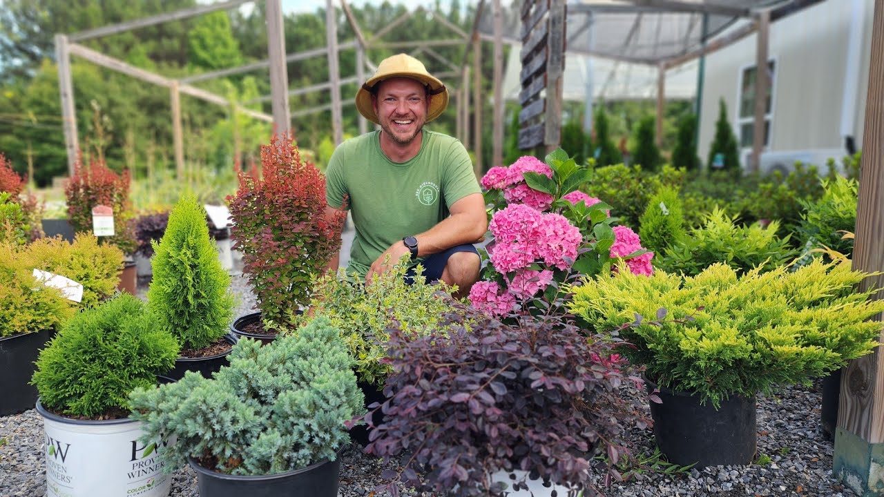 15 Compact Shrubs For Small Spaces Youtube