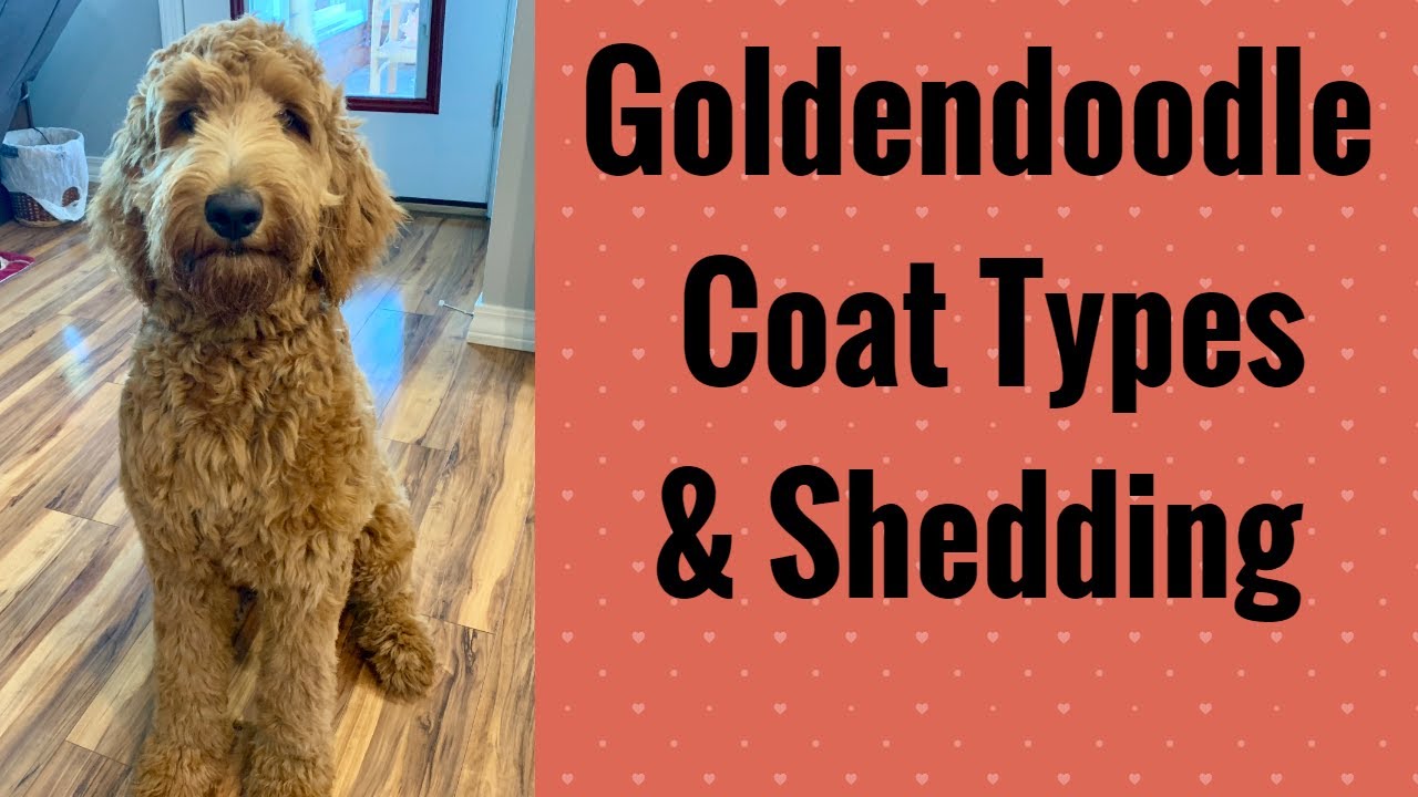 Goldendoodle Puppy Coat Types Goldendoodles Shedding Youtube