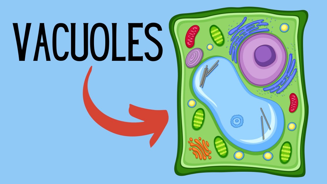 Vacuoles In Animal Cells The Surprising Truth Revealed Transtutor Blog