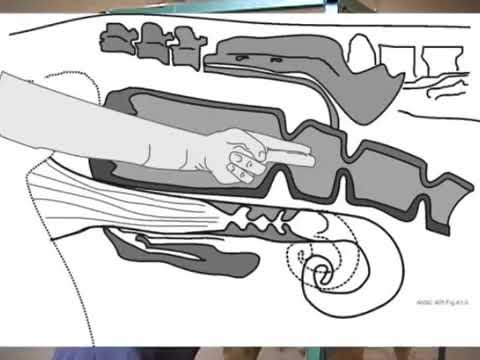 How To Do Ai In Cattle Youtube