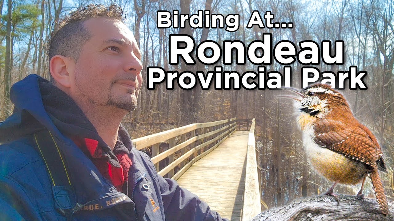 Birding At Rondeau Provincial Park Youtube