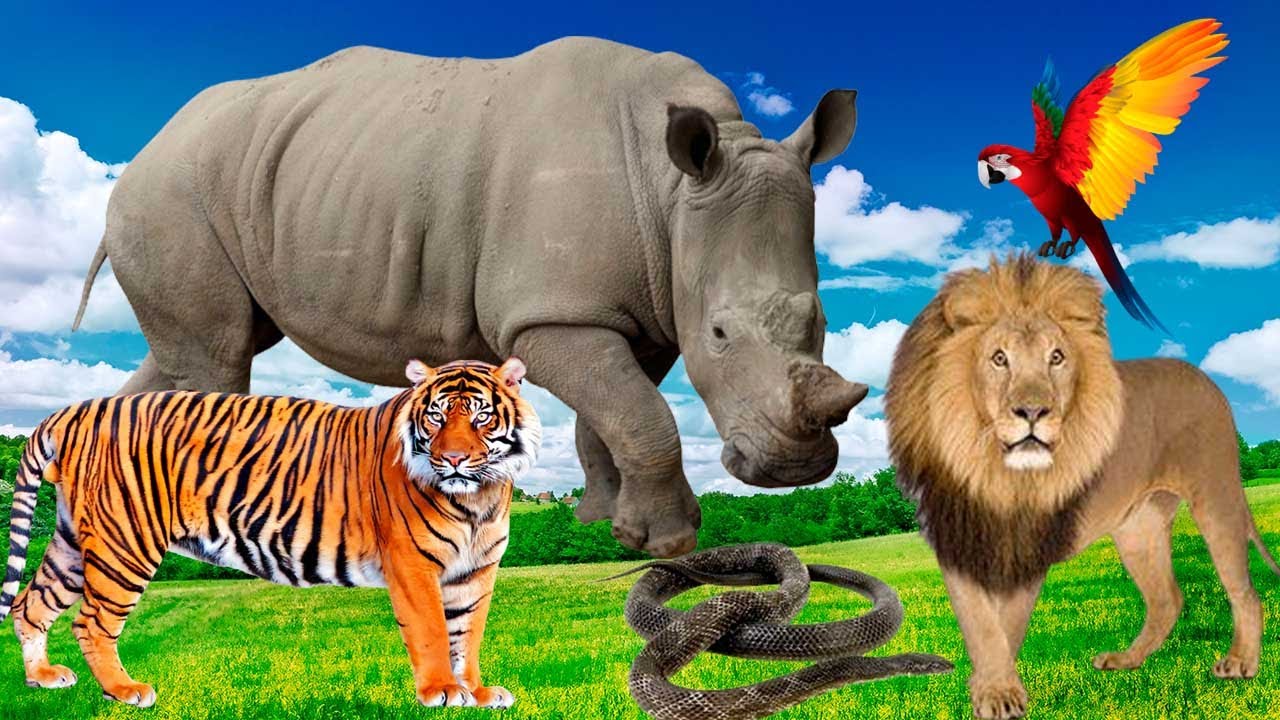 Wild And Domestic Animals Youtube