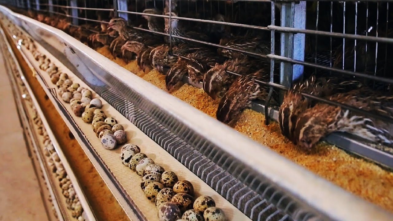 Quails Farming 7 Essential Tips For Raising Quail In Your Backyard