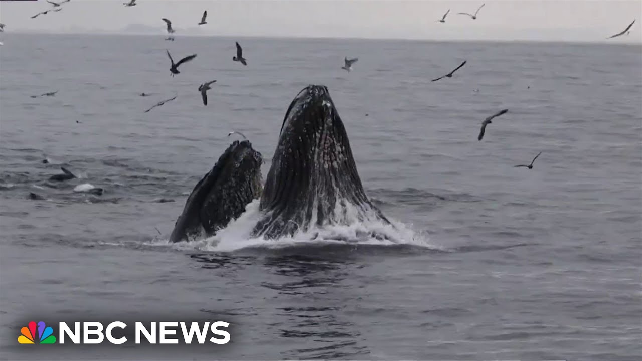 Scientists Use Ai To Help Track Whale Migration Youtube