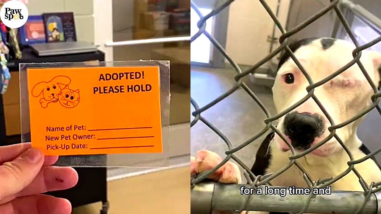 Shelter Dogs Get Adopted Priceless Moments When Shelter Dogs Realized