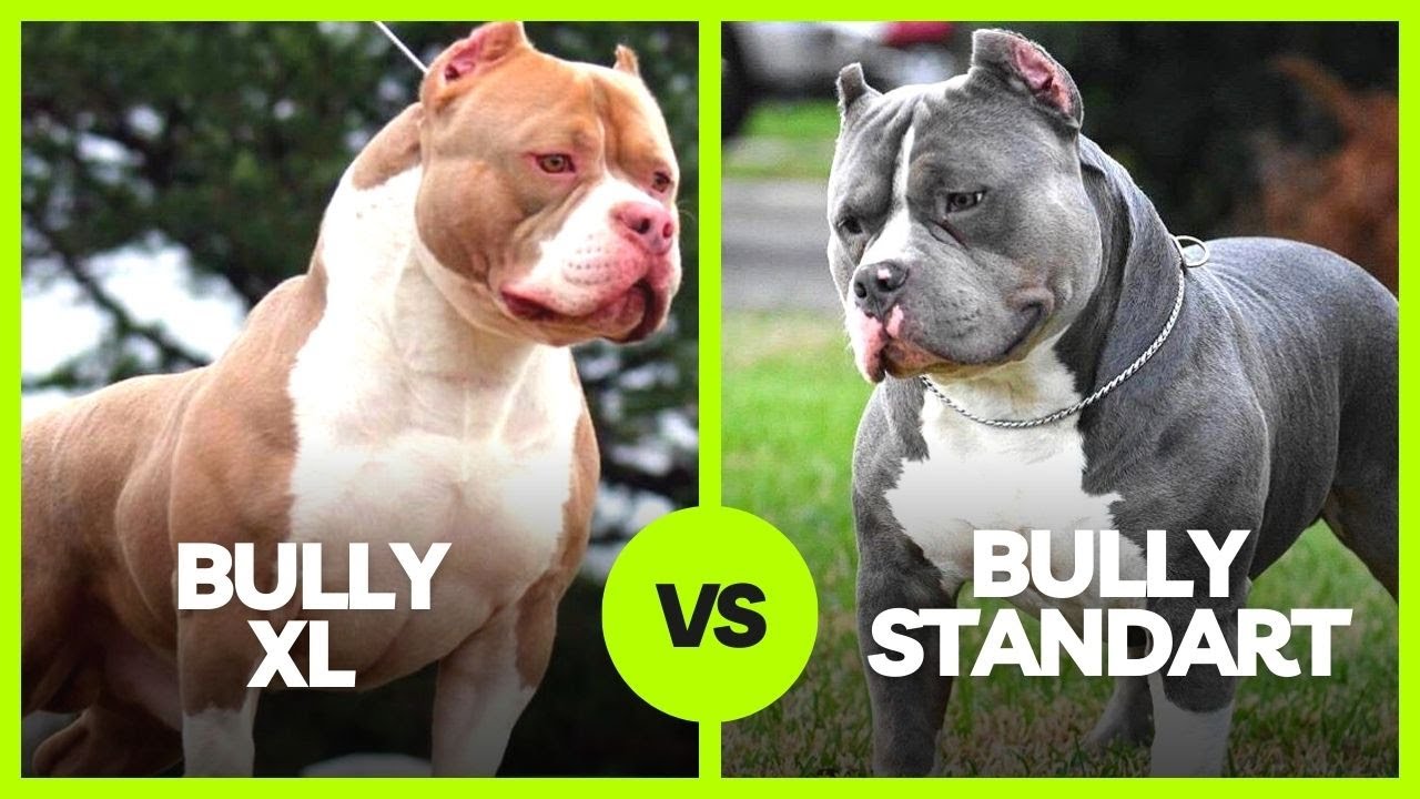 American Bully Xl Vs American Bully Standard What Are The Biggest