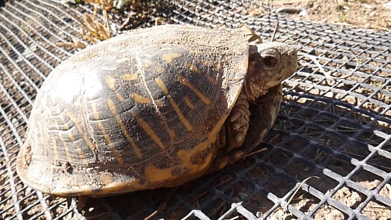 Hibernating Turtles Get To Know The Eastern Box Turtle Reflection