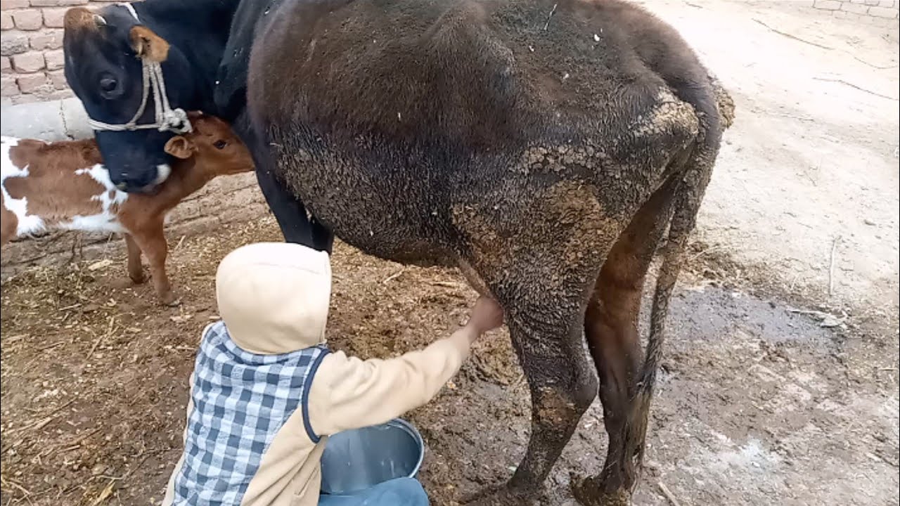 Cow Milking Daily Youtube