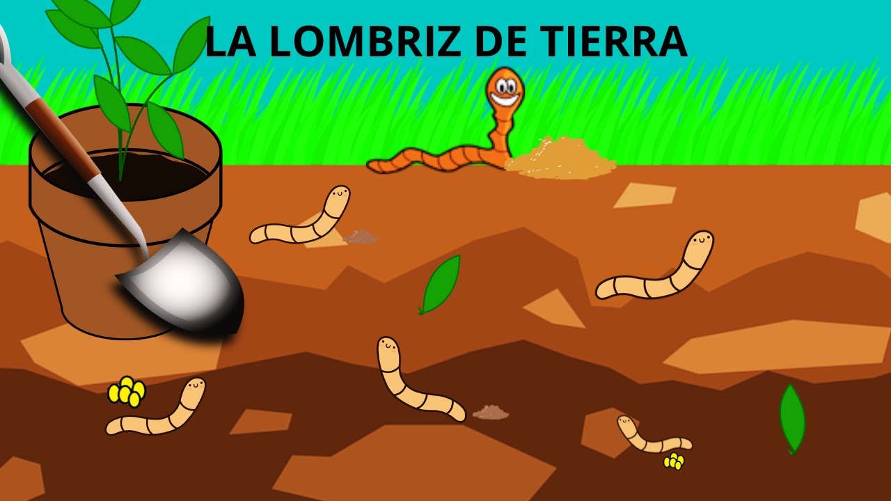 La Lombriz De Tierra Para Niños La Lombriz Todo Sobre La Lombriz De