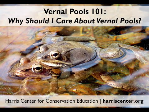Vernal Pools 101 The Importance Of Vernal Pools Youtube