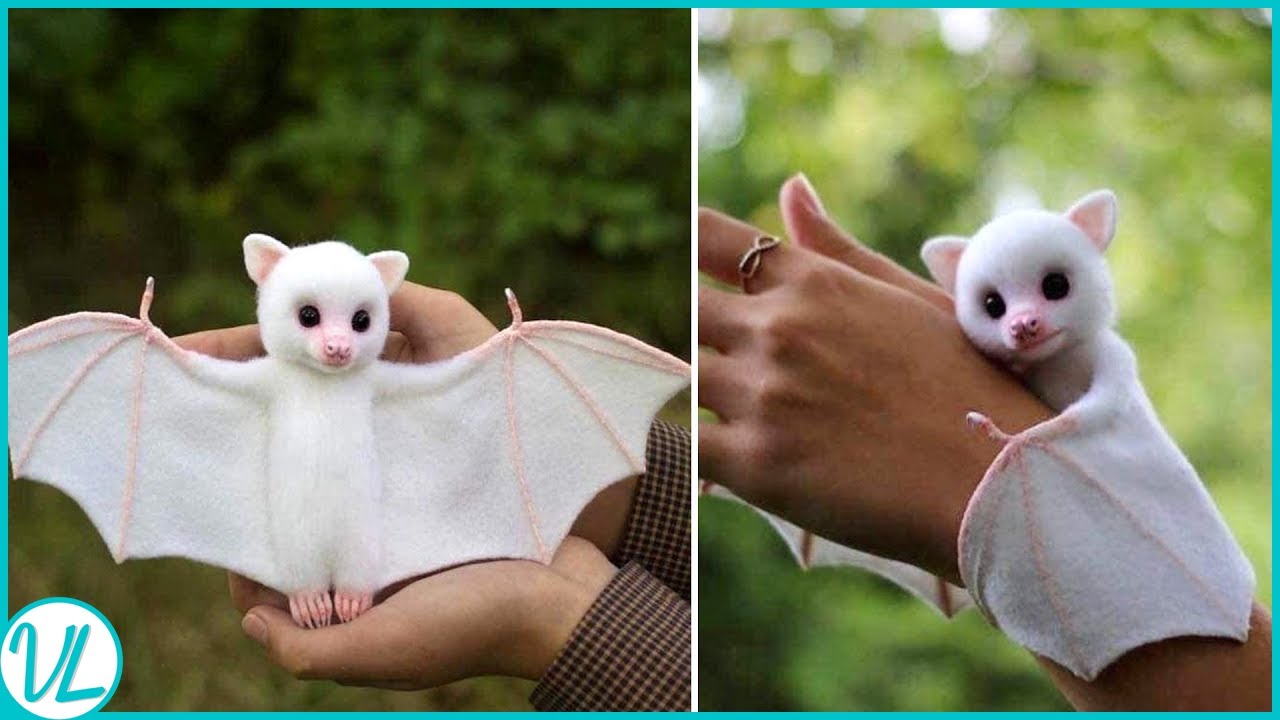 Cutest Bat In The World Honduran White Bat Youtube