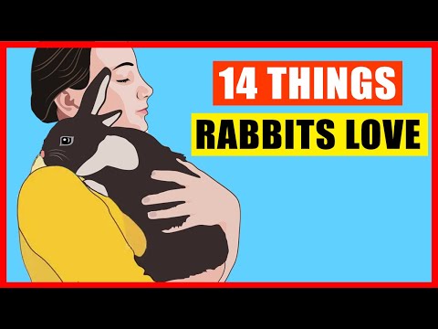 The Top 14 Things Rabbits Adore Research