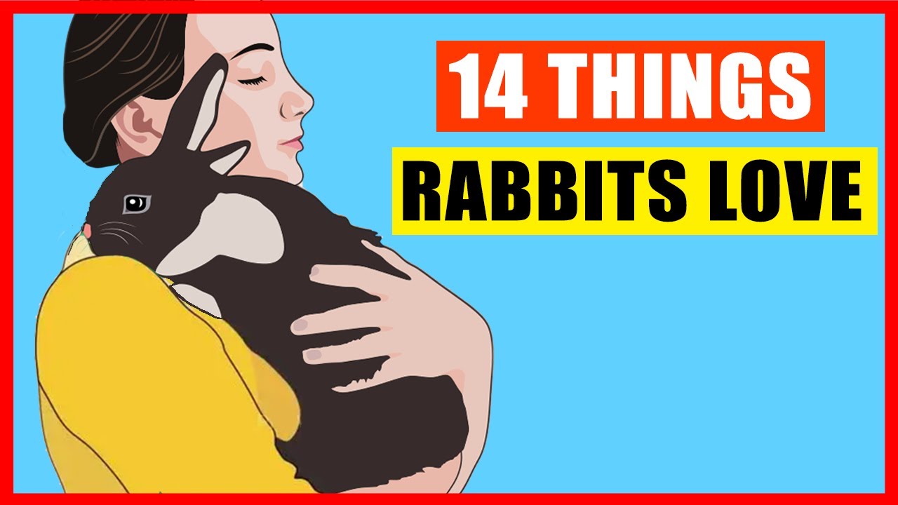 14 Things Rabbits Love The Most Youtube