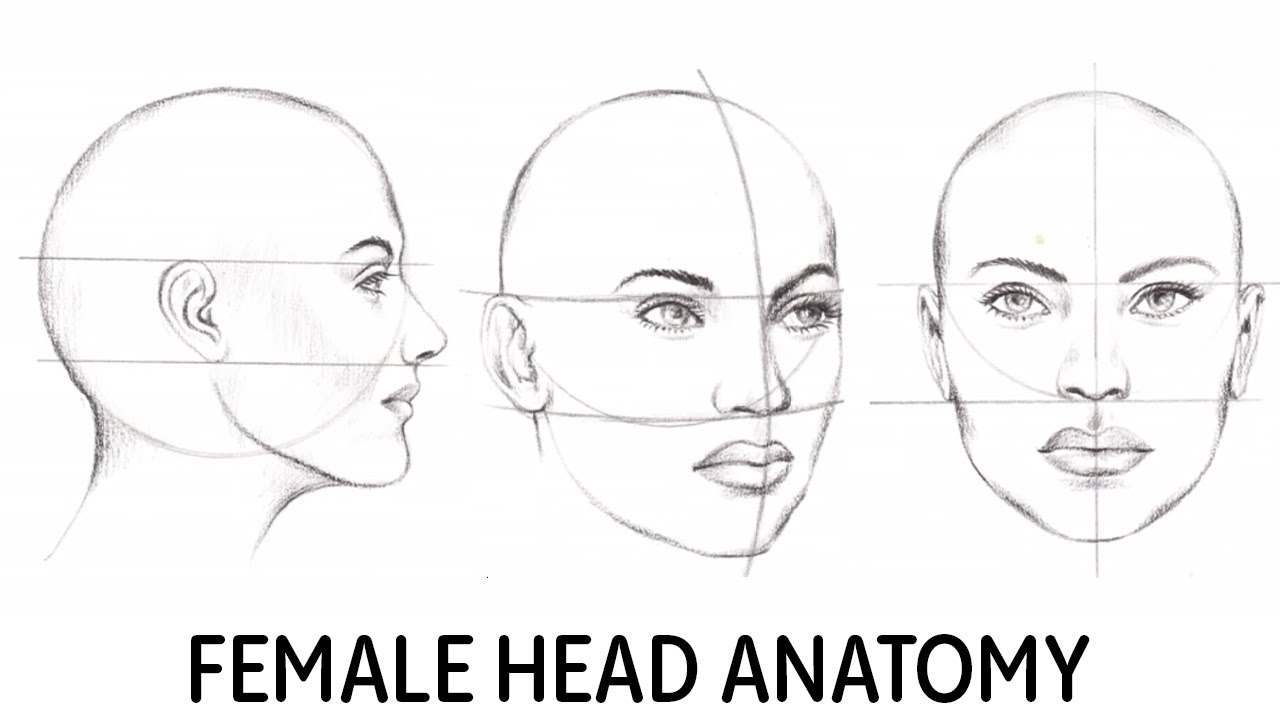 How To Draw Female Head Anatomy For Beginners Youtube