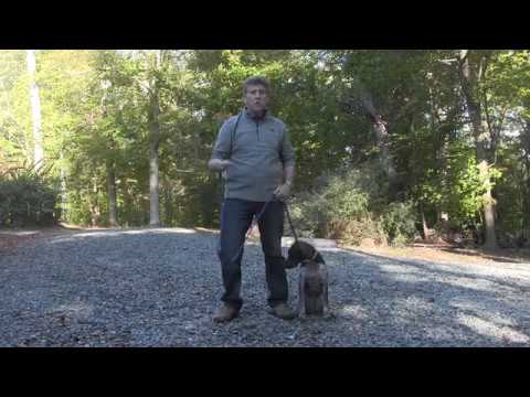 German Shorthaired Pointer Puppy Training Charlotte Nc Remy Youtube
