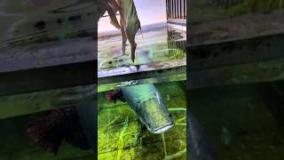 Arapaima Feeds On The Highly Expensive Arowana Fish Arapaima Arowana ...