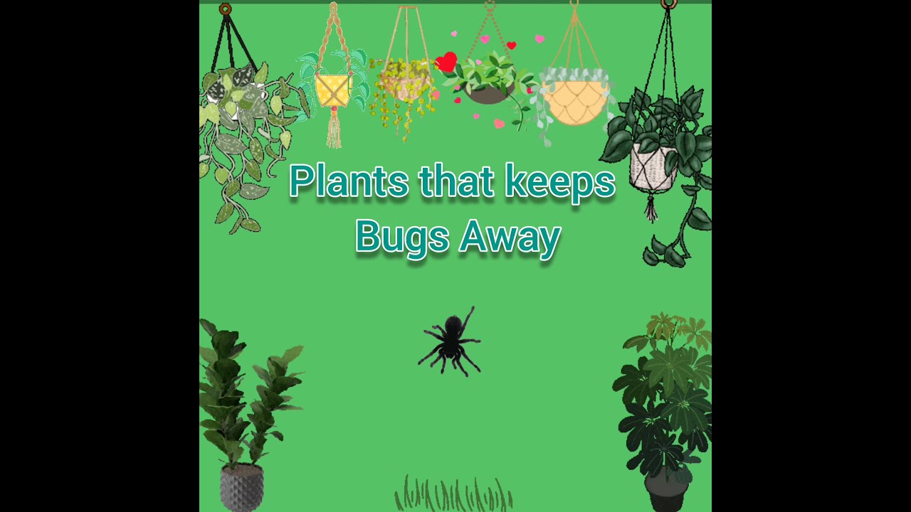 Plants That Keep The Insects Away рџђћрџ џрџ пёџрџ рџђњрџђ рџђќ Youtube