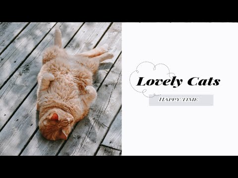 Lovely Cats Caring Cats Housepetscare