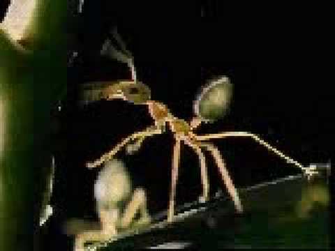 Ant Dancing Youtube
