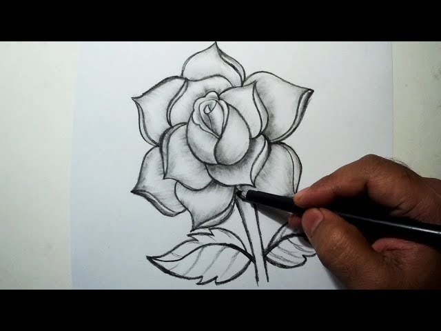 Pencil Shading Drawing A Beautiful Realistic Rose Flower 57 Off
