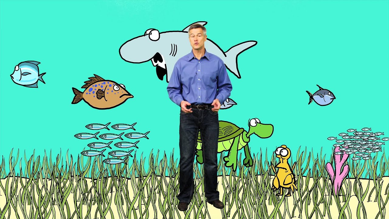 What Is Bycatch A Cartoon Crash Course Youtube