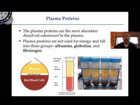 Blood Plasma Youtube