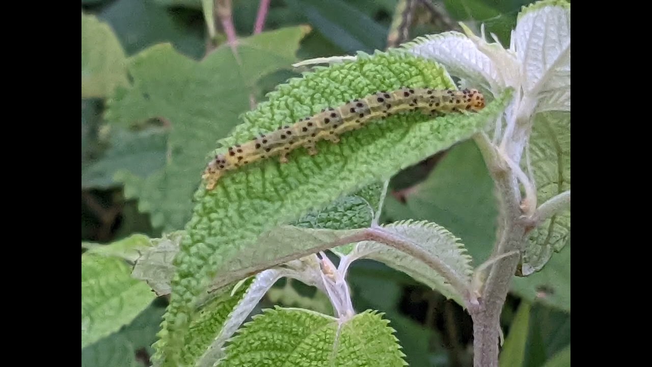 Insects Youtube