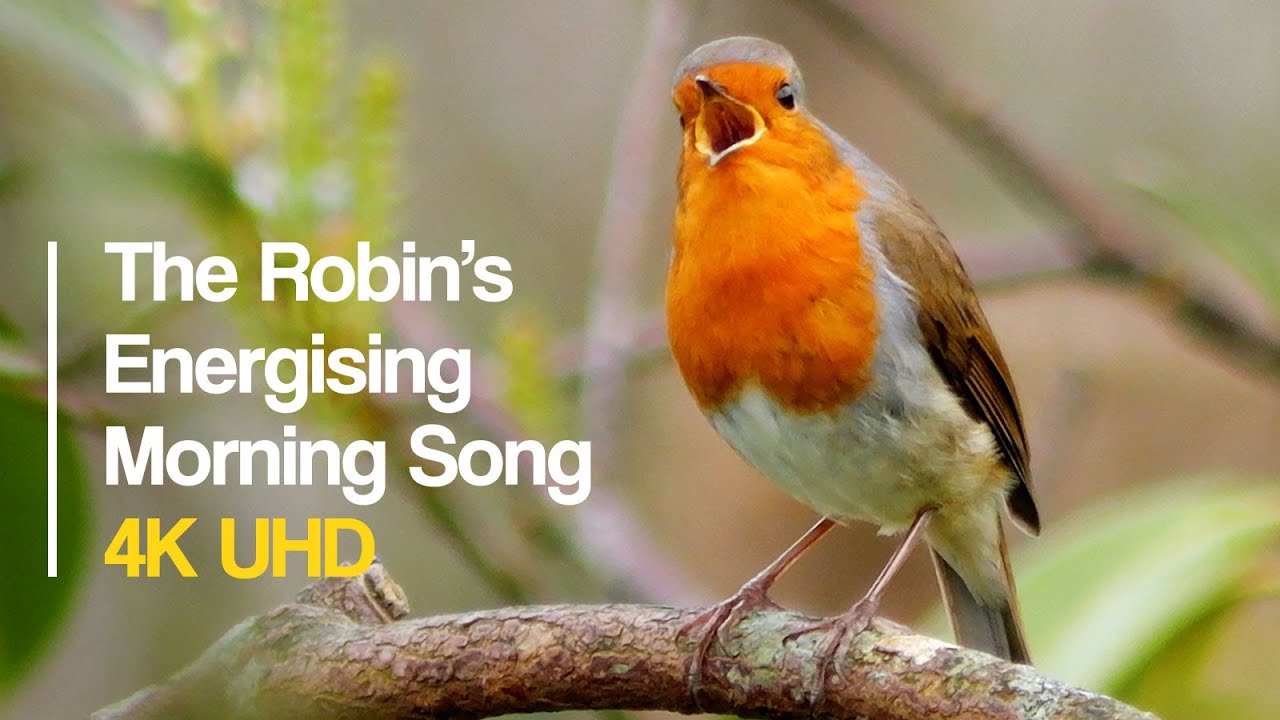 The Robin S Energising Morning Song Birds Singing Birdsong Youtube