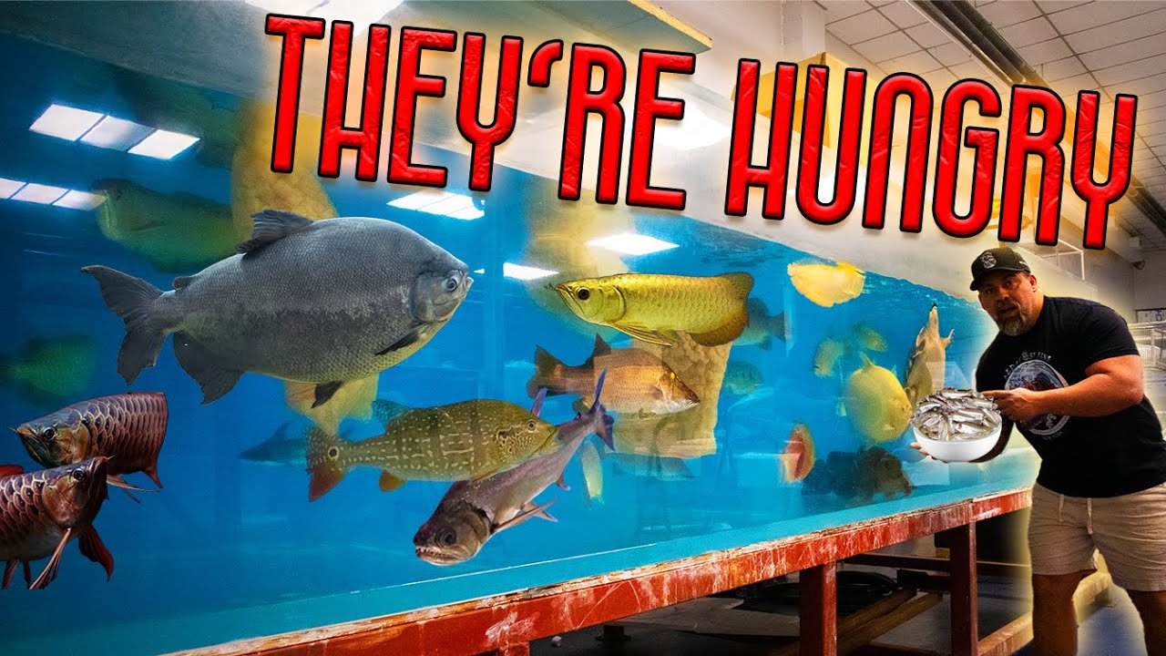 Feeding All Our Monster Fish Youtube