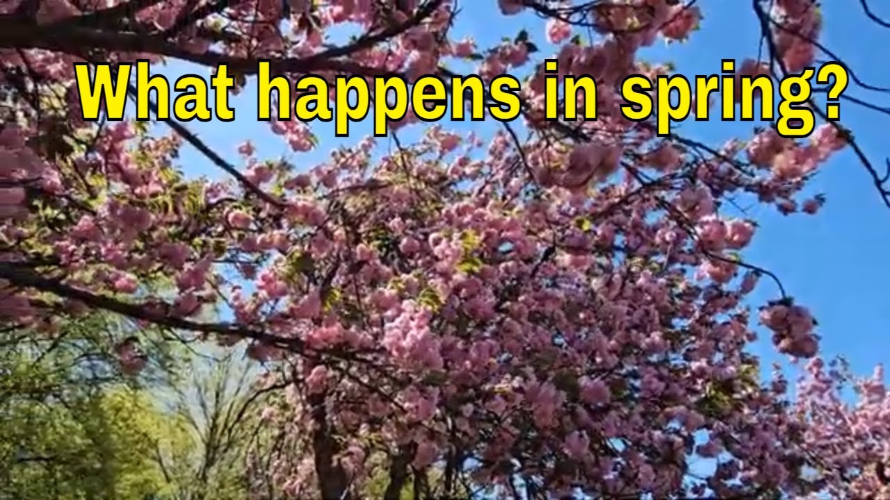 What Happens In Spring Things To Do In The Spring Season To Enjoy